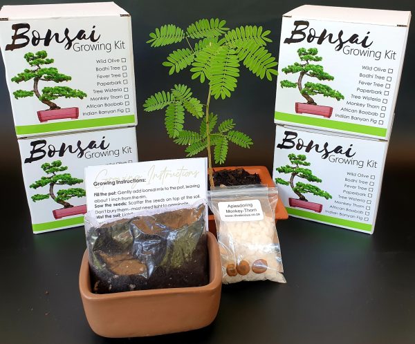 Bonsai Growing Kits - Divalicious